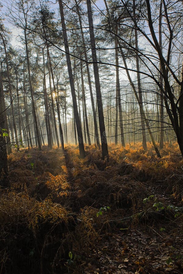 Sunlight Falls in the Forest on the Tree Trunks and Ferns Stock Image ...