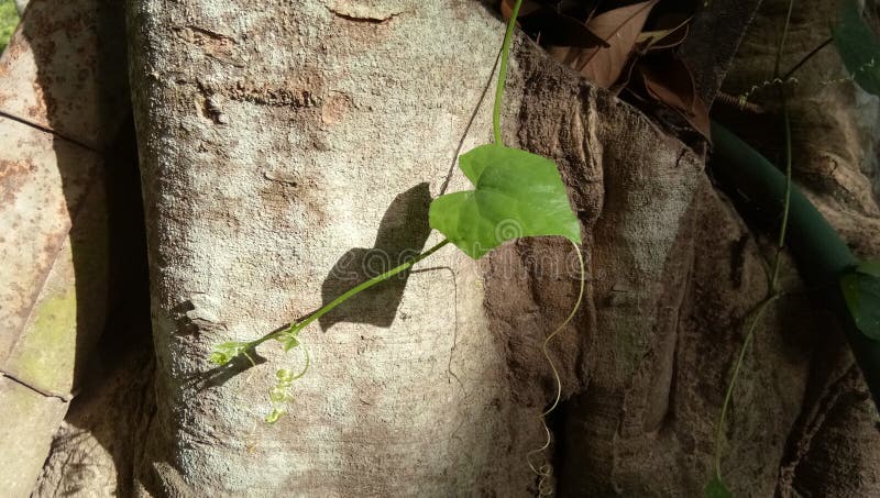 The Sun Shines through the Ivy Stock Image - Image of grow, small ...