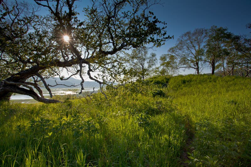 Tree, sun, grass stock image. Image of light, nature - 127856101