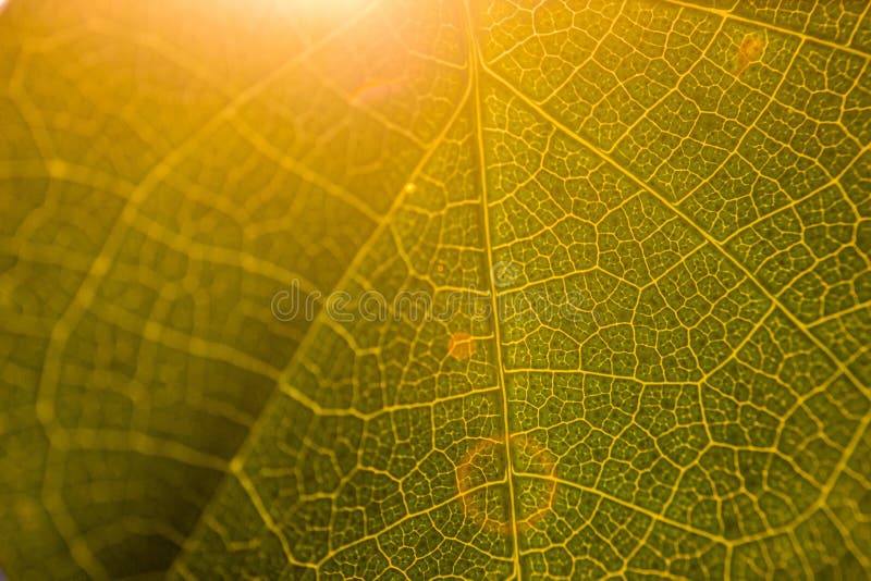 The Sun Shines through the Leaf of a Healthy Corn Leaf. Stock Image ...