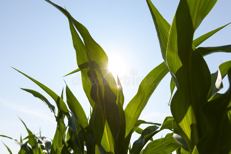 The Sun Shines through the Leaf of a Healthy Corn Leaf. Stock Image ...