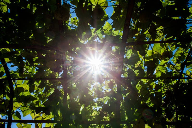 Sun Shines through the Leaves Stock Image - Image of botany, nature ...