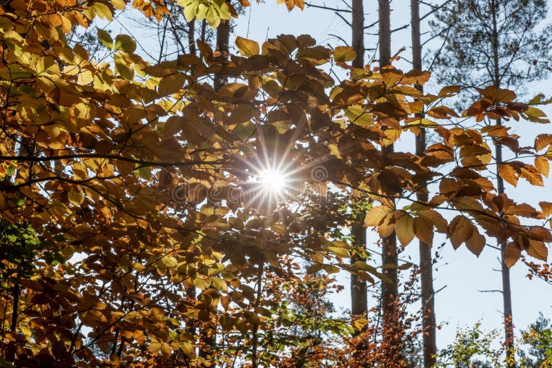 Sun Shines through the Leaves in the Autumn Stock Photo - Image of ...