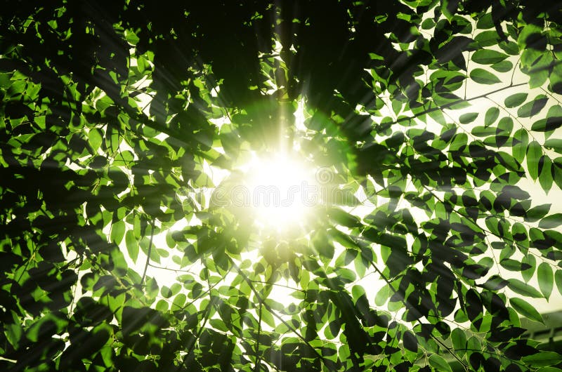 The Sun Shines through the Leaves in the Forest Stock Photo - Image of ...