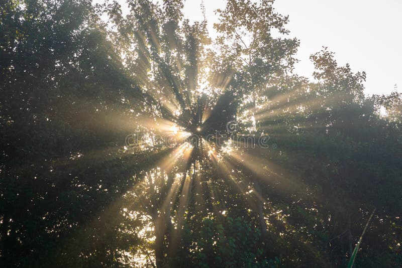 Radiant Sunbeams from the Foliage of a Tree Stock Image - Image of ...