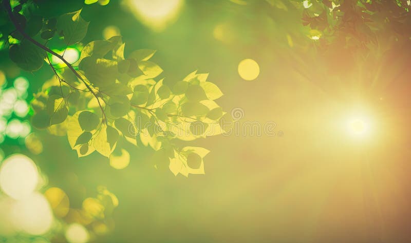 The Sun Shines through the Leaves of a Tree in the Forest Stock ...
