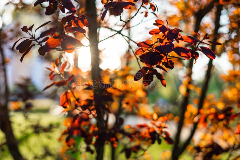 The Sun Shines through the Leaves of the Tree. Red Leaf Macro in Spring ...