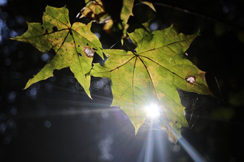 The Sun Shines through a Maple Leaf. Rays of Sunlight on a Green Leaf ...