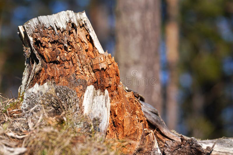 248 Decaying Wooden Tree Stump Stock Photos - Free & Royalty-Free Stock ...