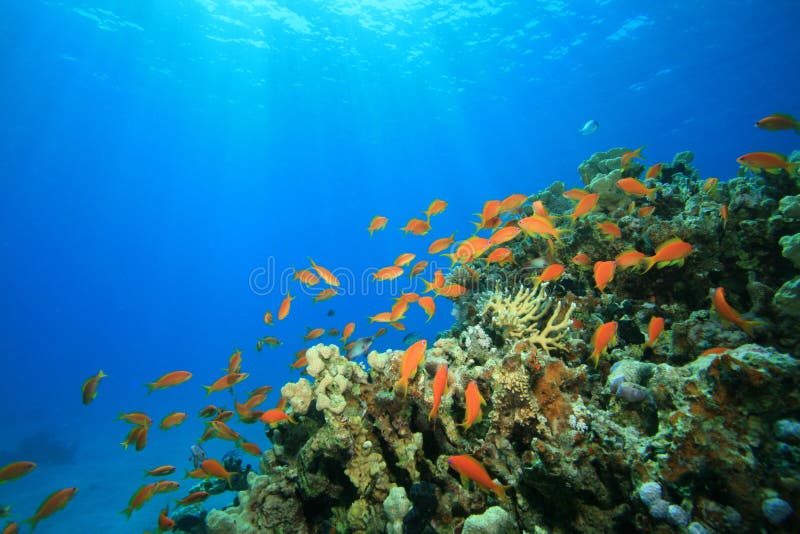 Sun Shines Onto Tropical Coral Reef Stock Photo - Image of beauty ...