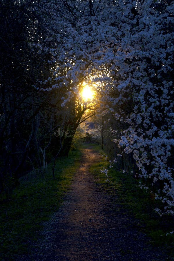 The Sun Shines on the Path at the End of the Path Stock Photo - Image ...