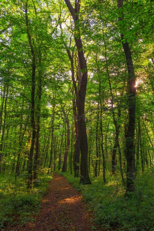 The Sun Shines on a Path Surrounded by Many Trees in a Forest Stock ...
