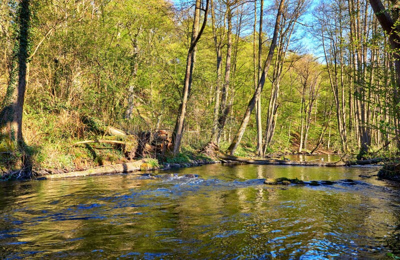 Sun Shines on the River in the Forest Stock Photo - Image of forest ...