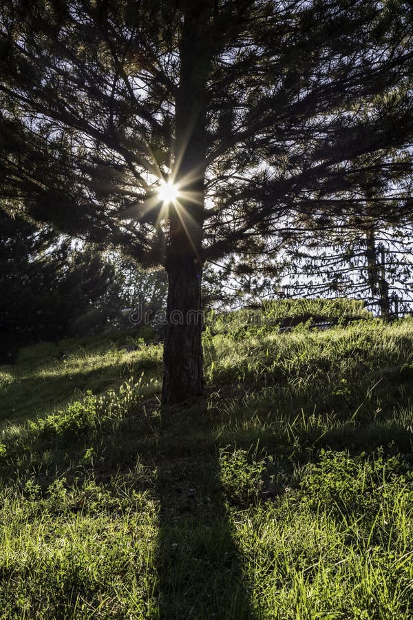 Sun Shines through Tree Branches Stock Photo - Image of beautiful ...