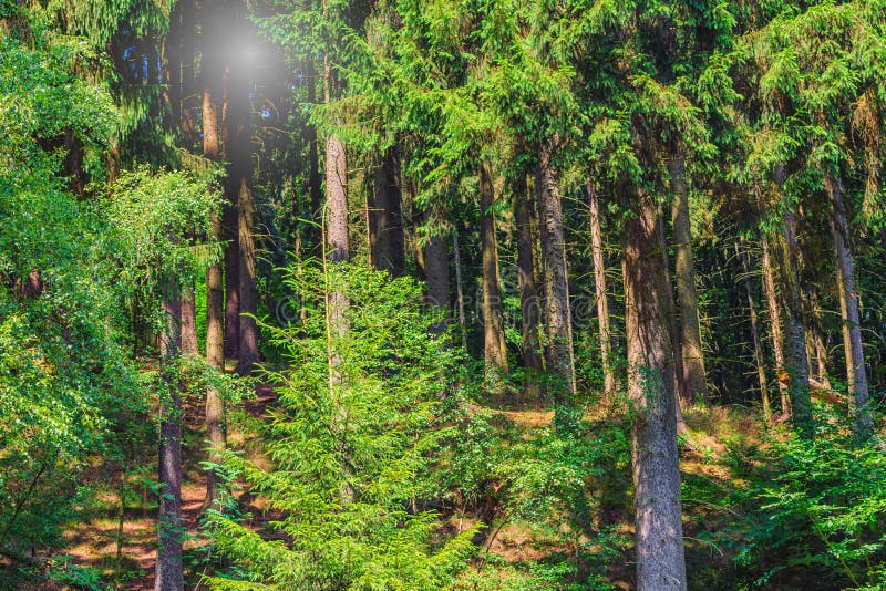 The Sun Shines through Tree Branches Stock Image - Image of extreme ...