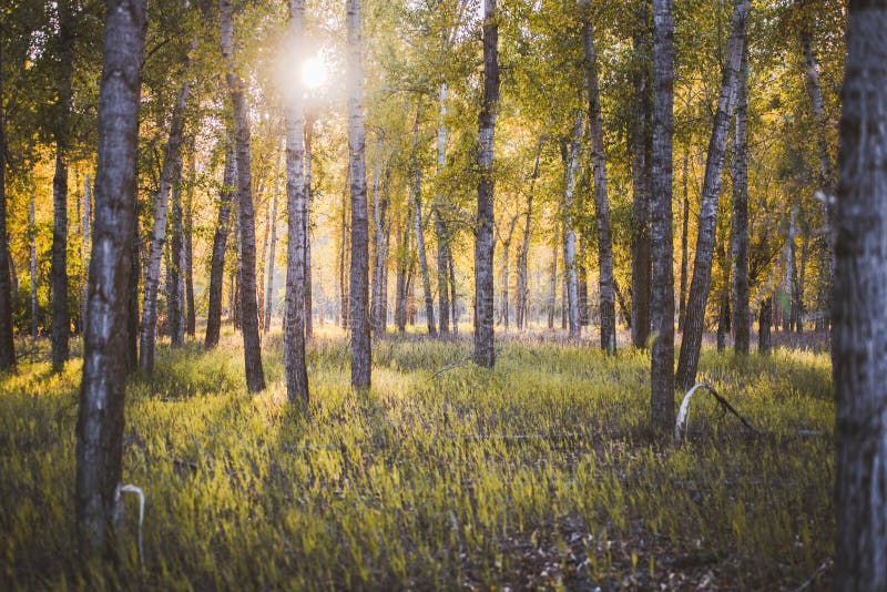 Sun shines through trees stock photo. Image of countryside - 272145132