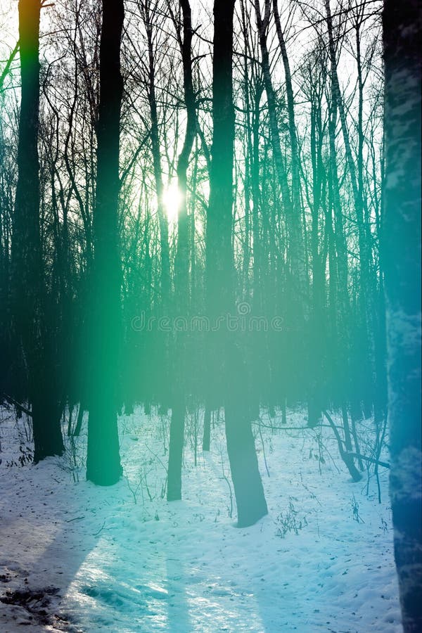 Sun Shines through the Trees at the End of Winter Stock Photo - Image ...