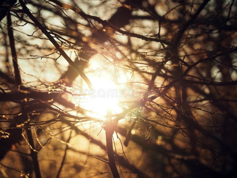 Sun Shines through Trees. Light Goes through Branches with No Leaves ...
