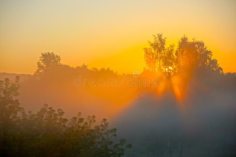 Sun Shines through the Trees in the Mist at Dawn Stock Image - Image of ...