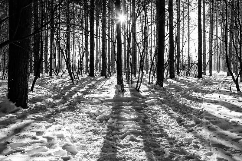 Sun Shines through the Trees Path in the Forest Sunny Winter Sun Stock ...