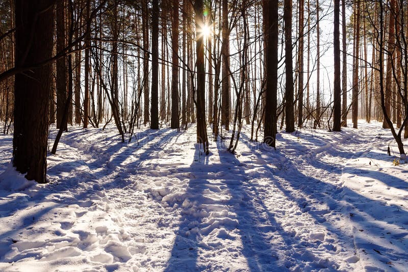 Sun Shines through the Trees Path in the Forest Sunny Winter Sun Stock ...
