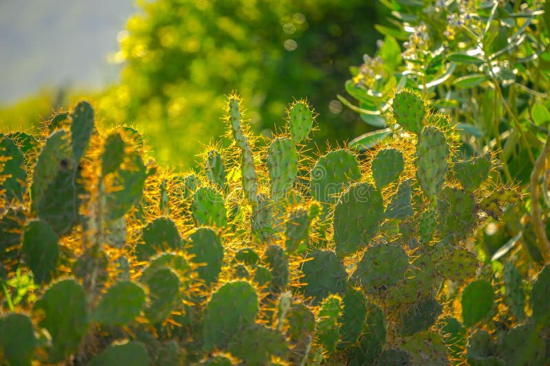 The Sun Shines through the Wild Cactus in Ninh Thuan Stock Photo ...