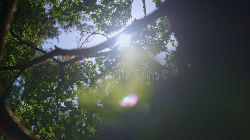 The Sun above the trees stock footage. Video of tree - 374745826
