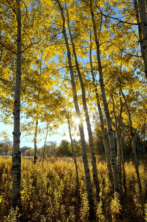 The Sun Shining through Aspen Trees in the Fall Stock Photo - Image of ...