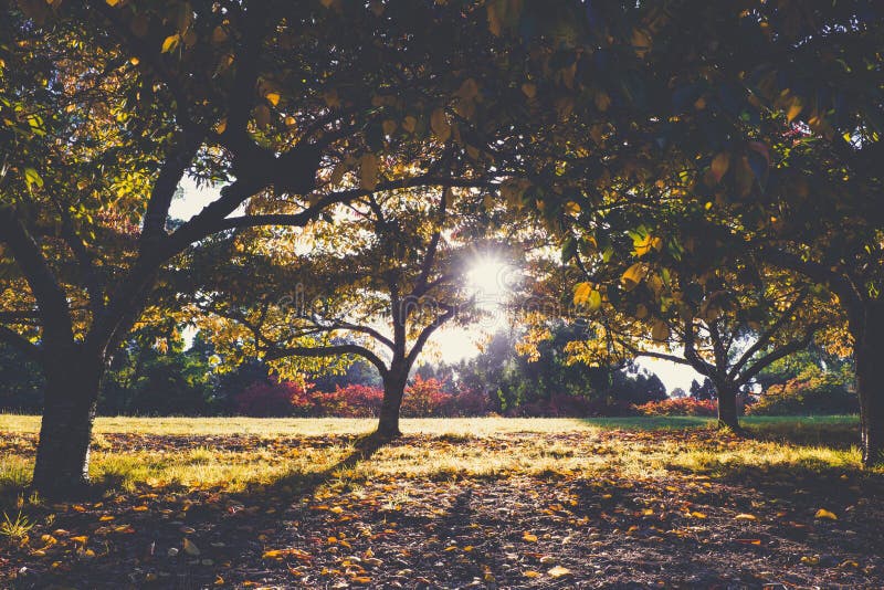 Sun Shining through Autumn Tree Branches at Sunset. Stock Image - Image ...