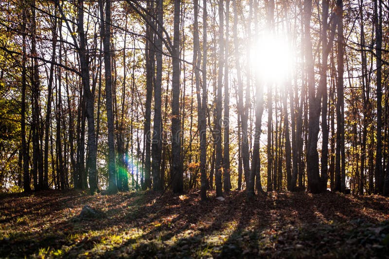 Sun Shining through Autumn Trees Stock Photo - Image of autumn, season ...