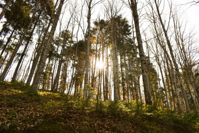 Sun Shining through Beautiful Deciduous Forest during Early Spring ...