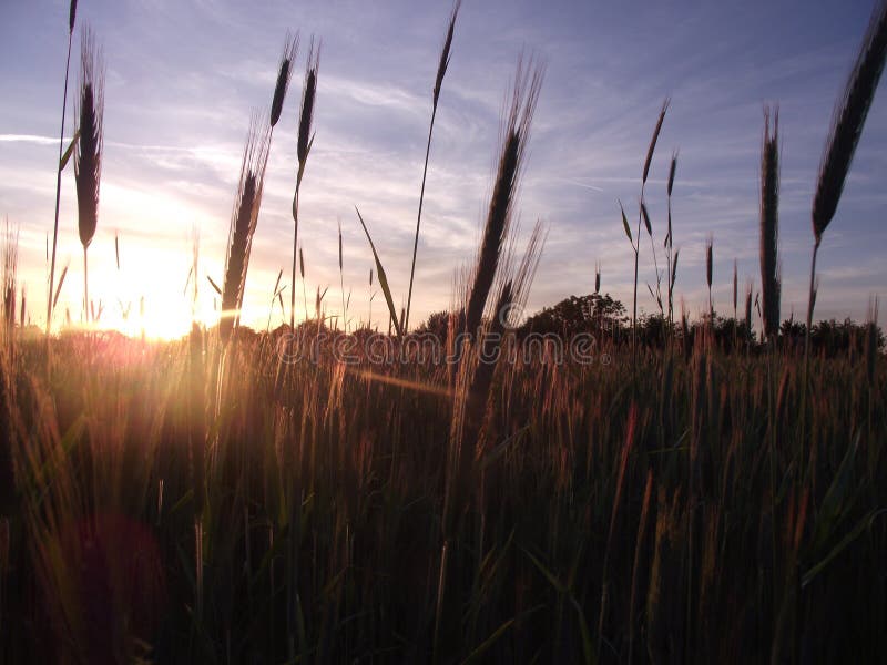 Sun is shining stock image. Image of shining, ukrainian - 87467743