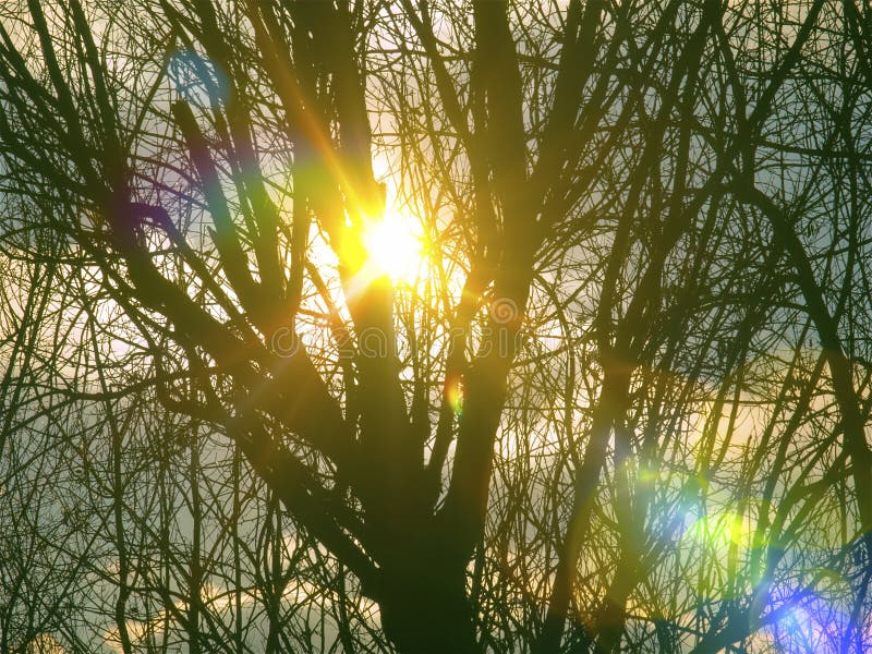 Sun is Shining Beautifully through Tree Branches Stock Photo - Image of ...