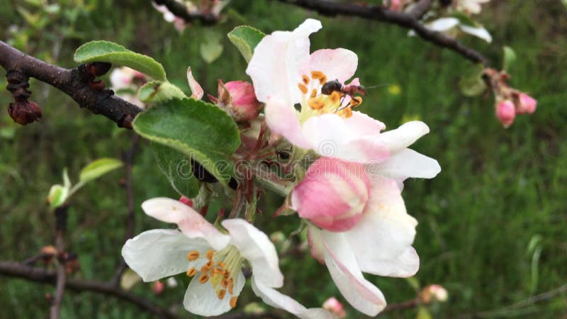 Sun Shining through Blossom Apple Tree Branches - Slider Dolly Shot ...