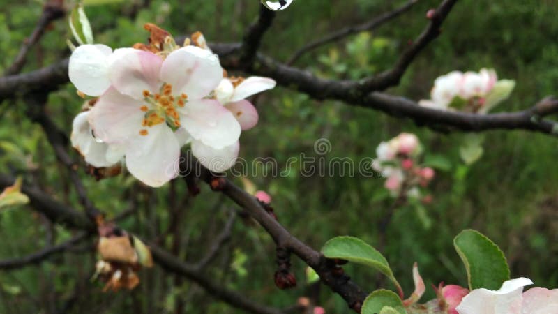 Sun Shining through Blossom Apple Tree Branches - Slider Dolly Shot ...