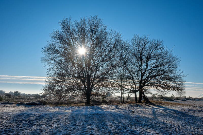 Sun Shining through the Branches of a Bare Tree on a Snowy Hill Stock ...