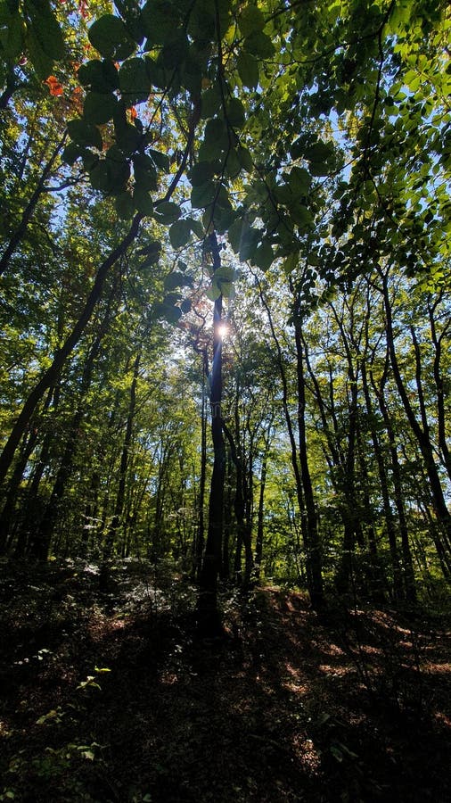 Peeping Sun through the Branches Stock Image - Image of penetrating, branches: 128755771