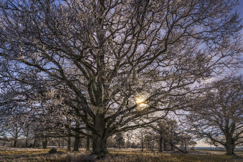 Oak Pasture stock image. Image of natural, ludwig, trees - 253892027