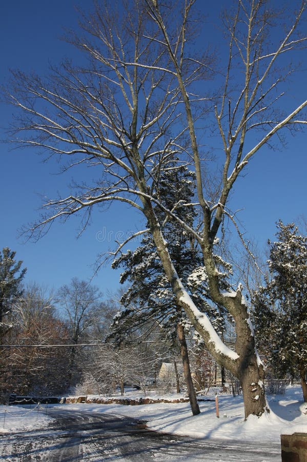 The Morning after the First Snow. Stock Image - Image of fresh, scenery ...