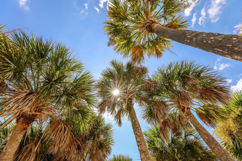 Sun Shining Brightly through Florida Palm Trees at the Beach Stock ...