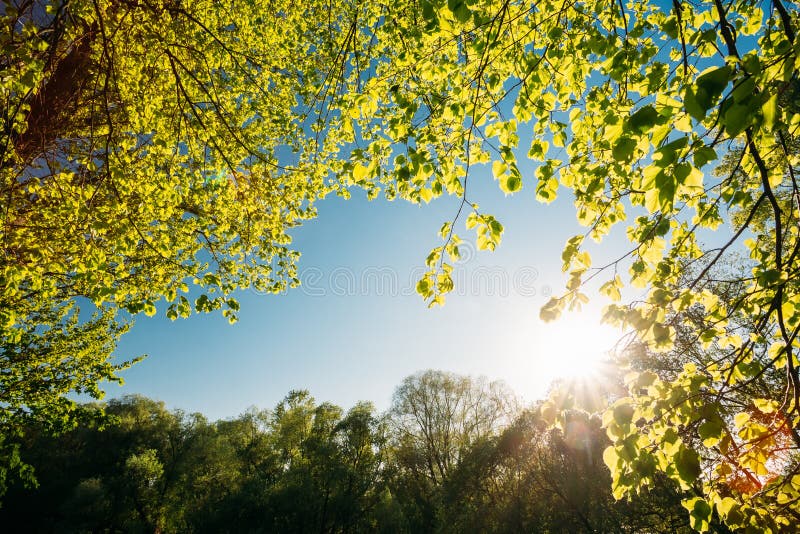 Sun Shining in Camera through Spring Canopy of Tree. Deciduous Forest ...