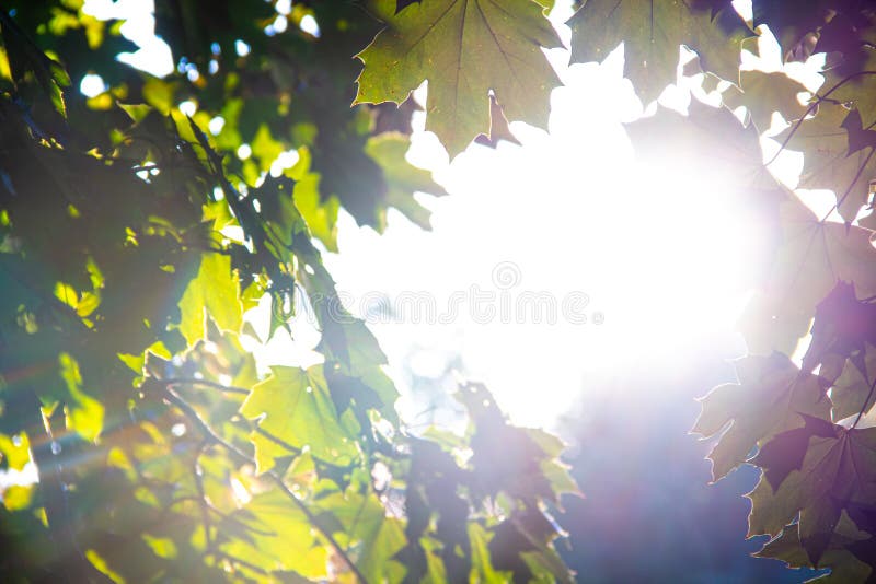 Sun Shining through Canopy of Maple Leaves Stock Photo - Image of foliage, beauty: 170602792