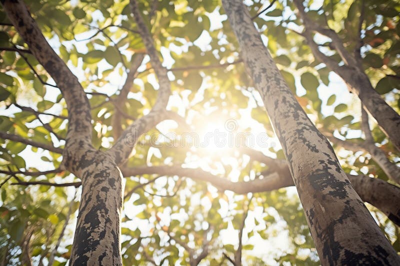 Sun Shining through a Canopy of Rubber Trees Stock Image - Image of ...