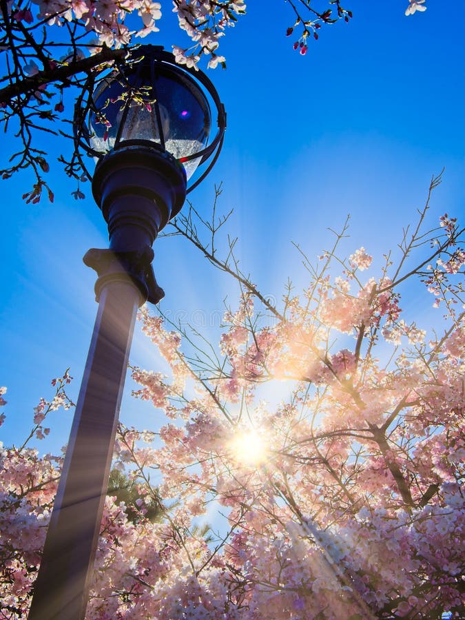 Sun Shining through Cherry Blossoms Stock Photo - Image of spring ...