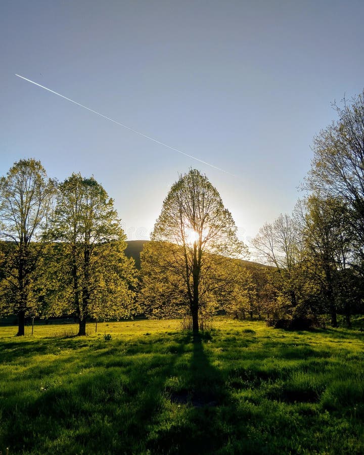 Sun Shining from the Clear Sky through One of the Green Land S Tree S ...