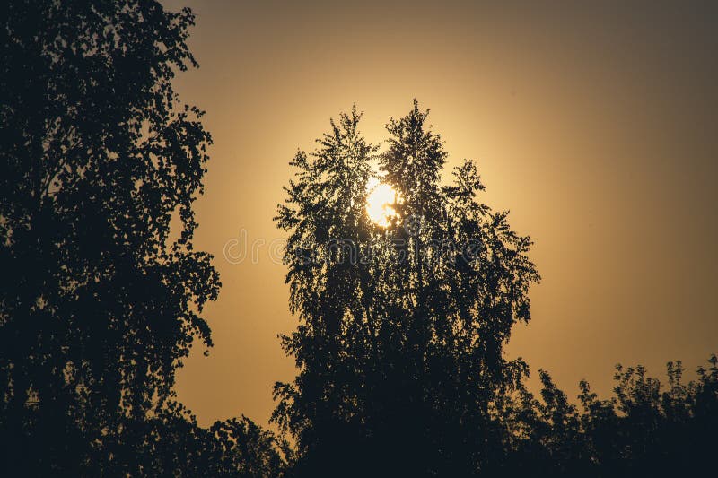 The Sun Shining through the Crown of a Tree on a Beautiful Warm Sunset ...