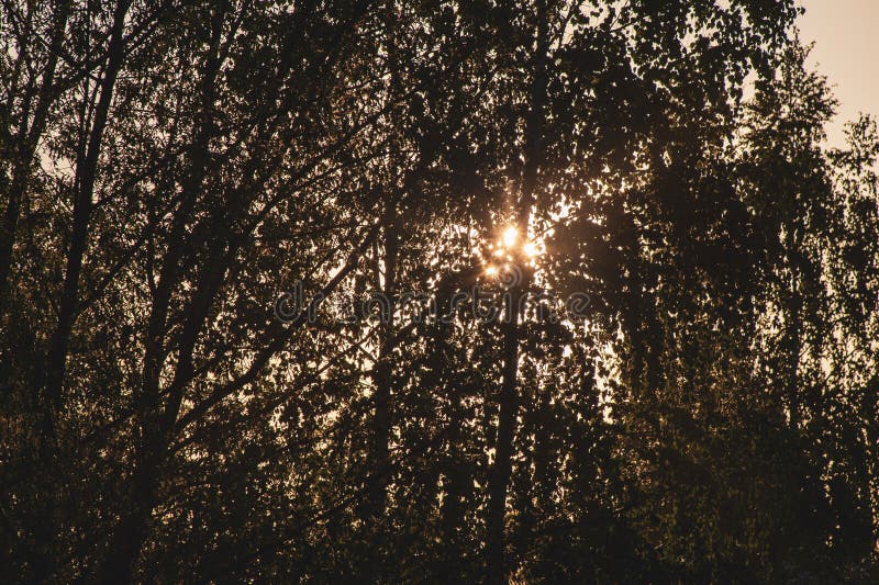 The Sun Shining through the Crown of a Tree on a Beautiful Warm Sunset ...