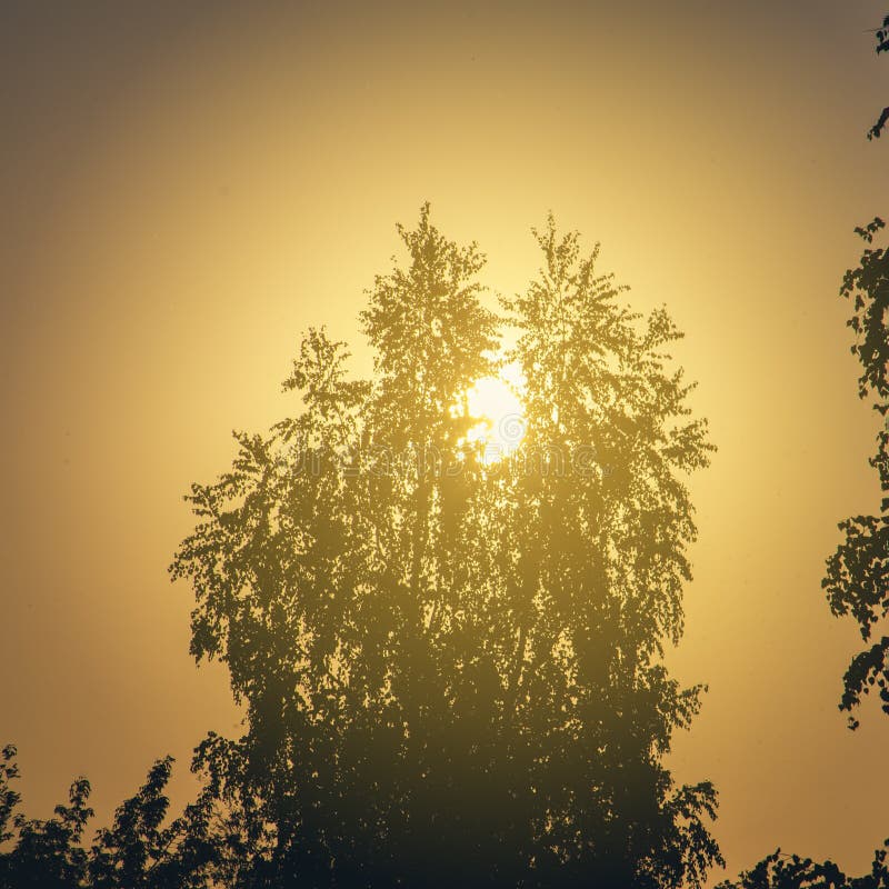 The Sun Shining through the Crown of a Tree on a Beautiful Warm Sunset ...