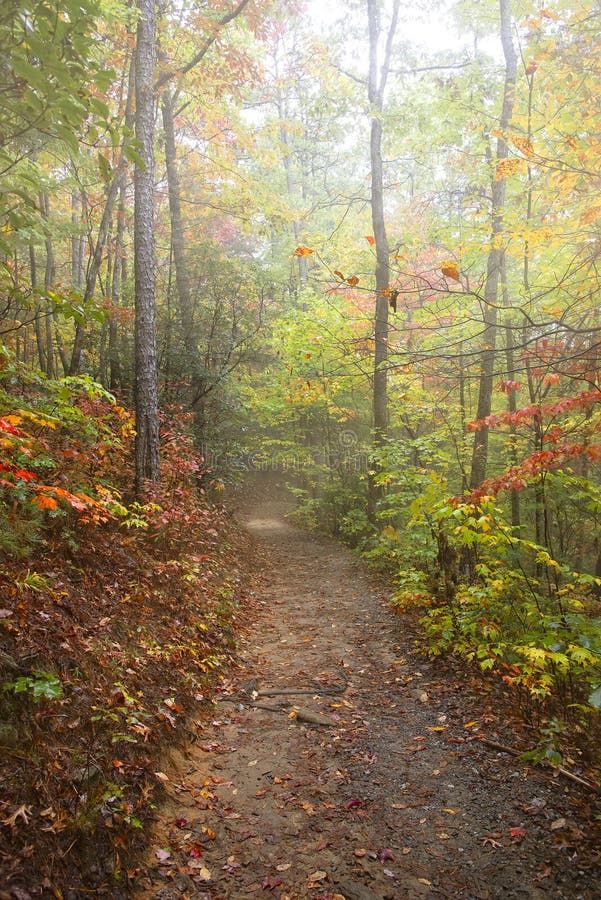 Sun Shining through a Deep Forest in Pisgah National Forest Stock Photo ...