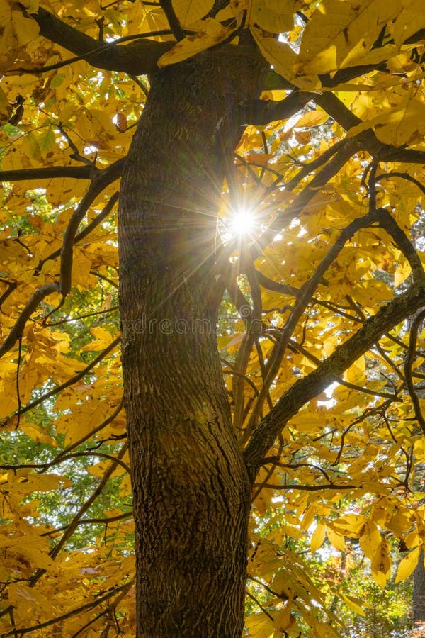 Sun Shining through Fall Leaves Stock Image - Image of autumn, leaves ...